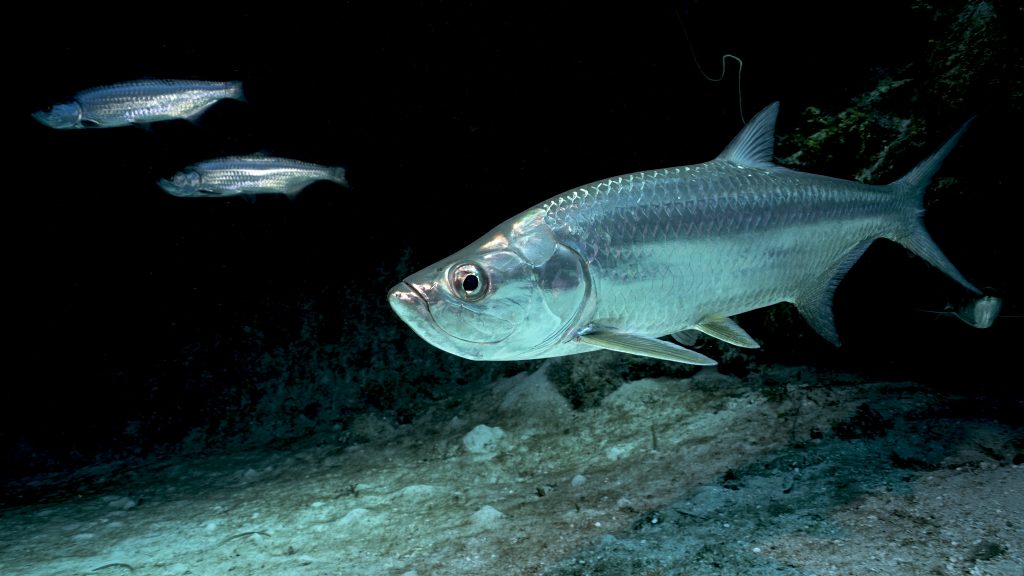 March Fishing Report | Set Sail with Captain Moe's Lucky Fleet