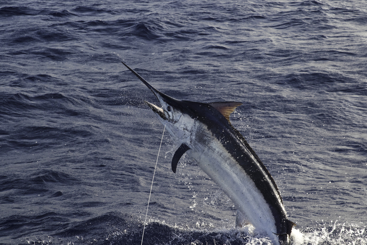 For the Love of Fishing! - Captain Moe's Lucky Fleet