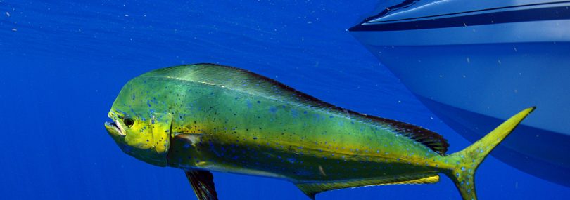 February 2020 Fishing Report - Captain Moe's Lucky Fleet