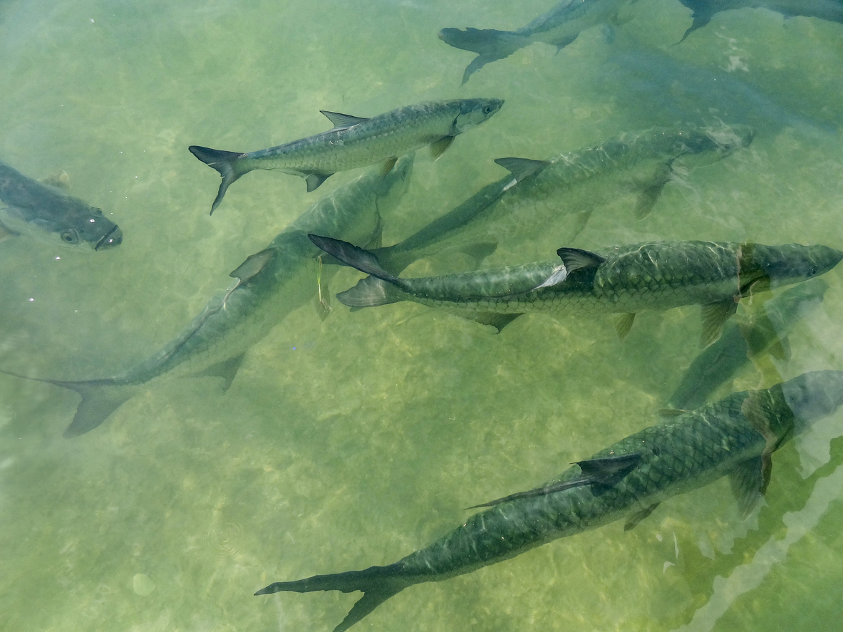 March 2020 Fishing Report | Captain Moe's Lucky Fleet
